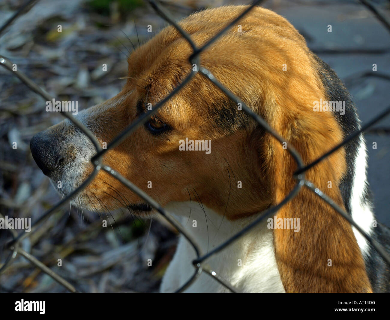 A Beagle sitting in its pen Stock Photo - Alamy