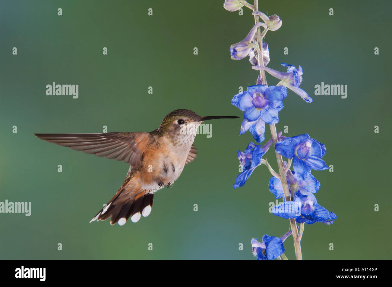 Broad-tailed Hummingbird Selasphorus platycercus female in flight ...