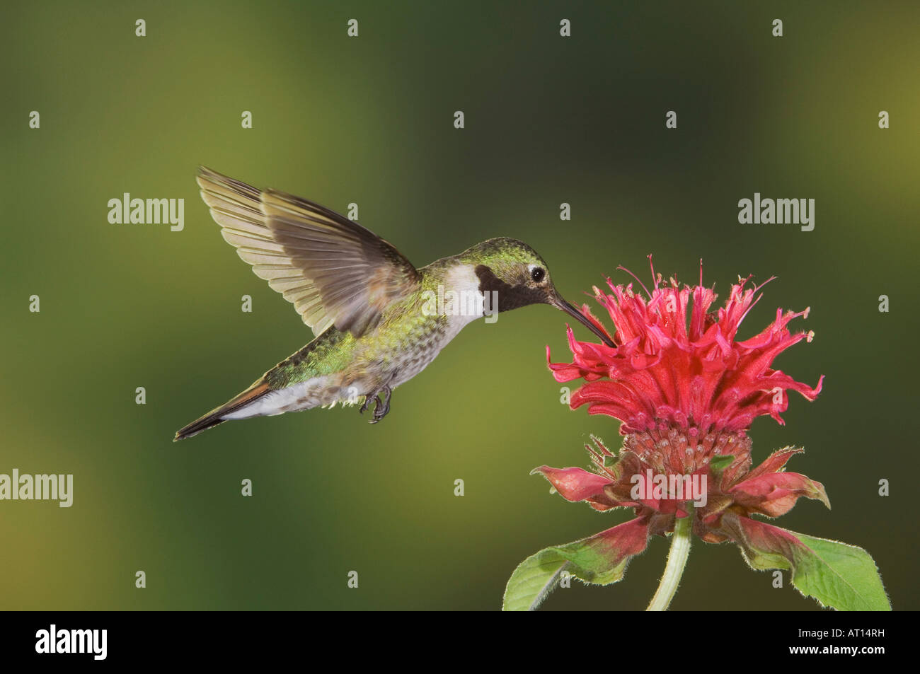 Broad-tailed Hummingbird Selasphorus platycercus male in flight feeding ...
