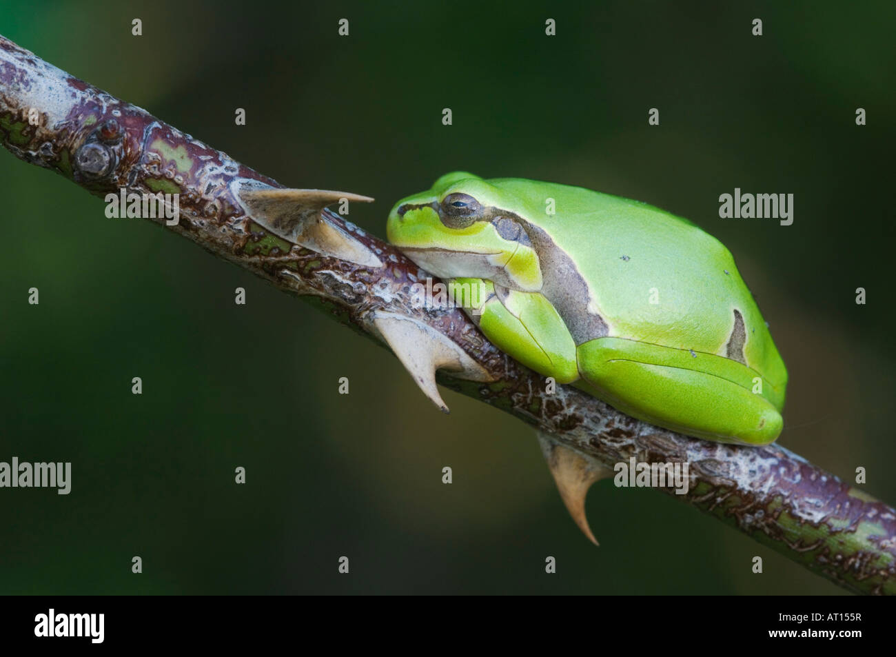 Thorny bush frog hi-res stock photography and images - Alamy