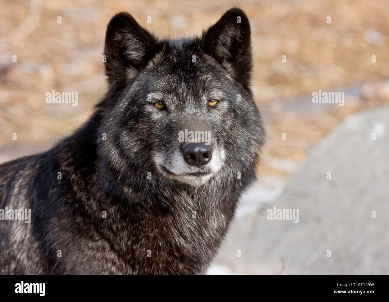 Black timber wolf hi-res stock photography and images - Alamy
