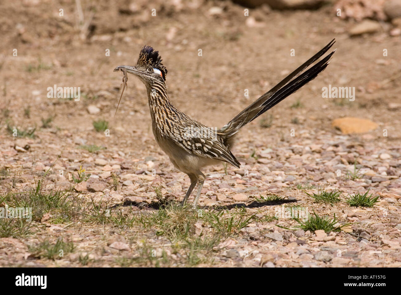 Roadrunner eating hi-res stock photography and images - Alamy