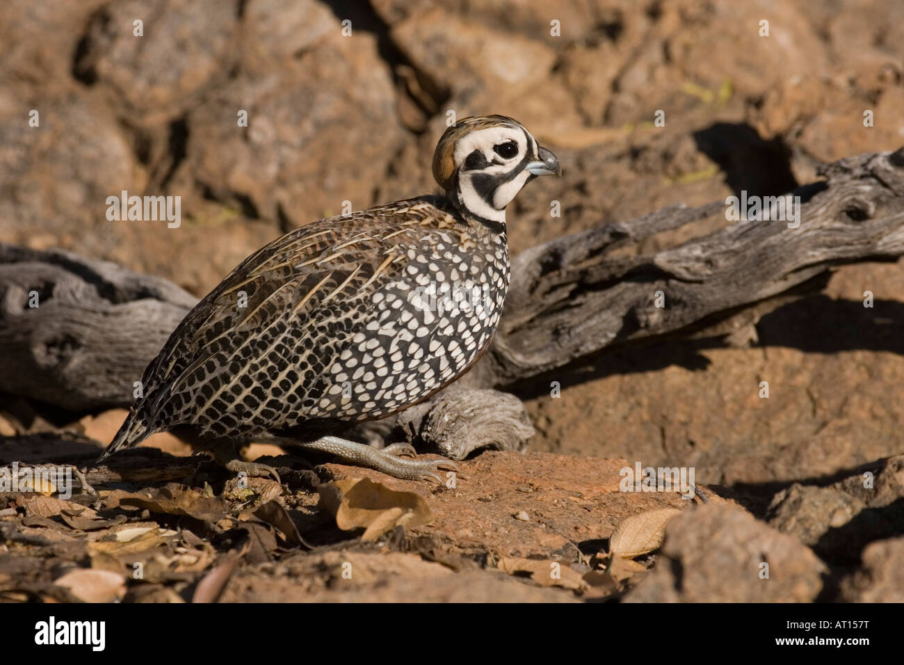 Montezuma Quail male Cyrtonyx montezumae Stock Photo - Alamy