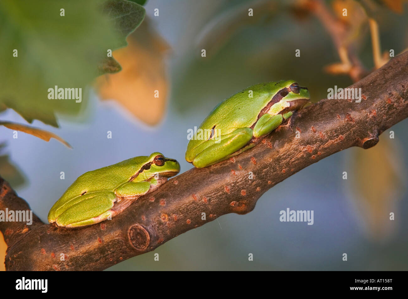 Two frogs sleeping hi-res stock photography and images - Alamy