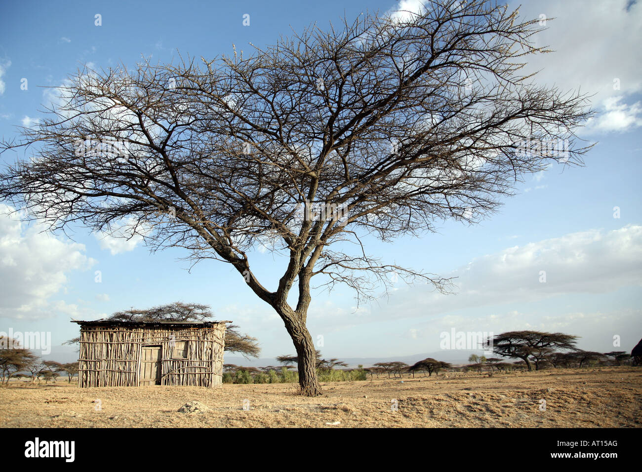 African tree and small home in rural Ethiopia Stock Photo - Alamy