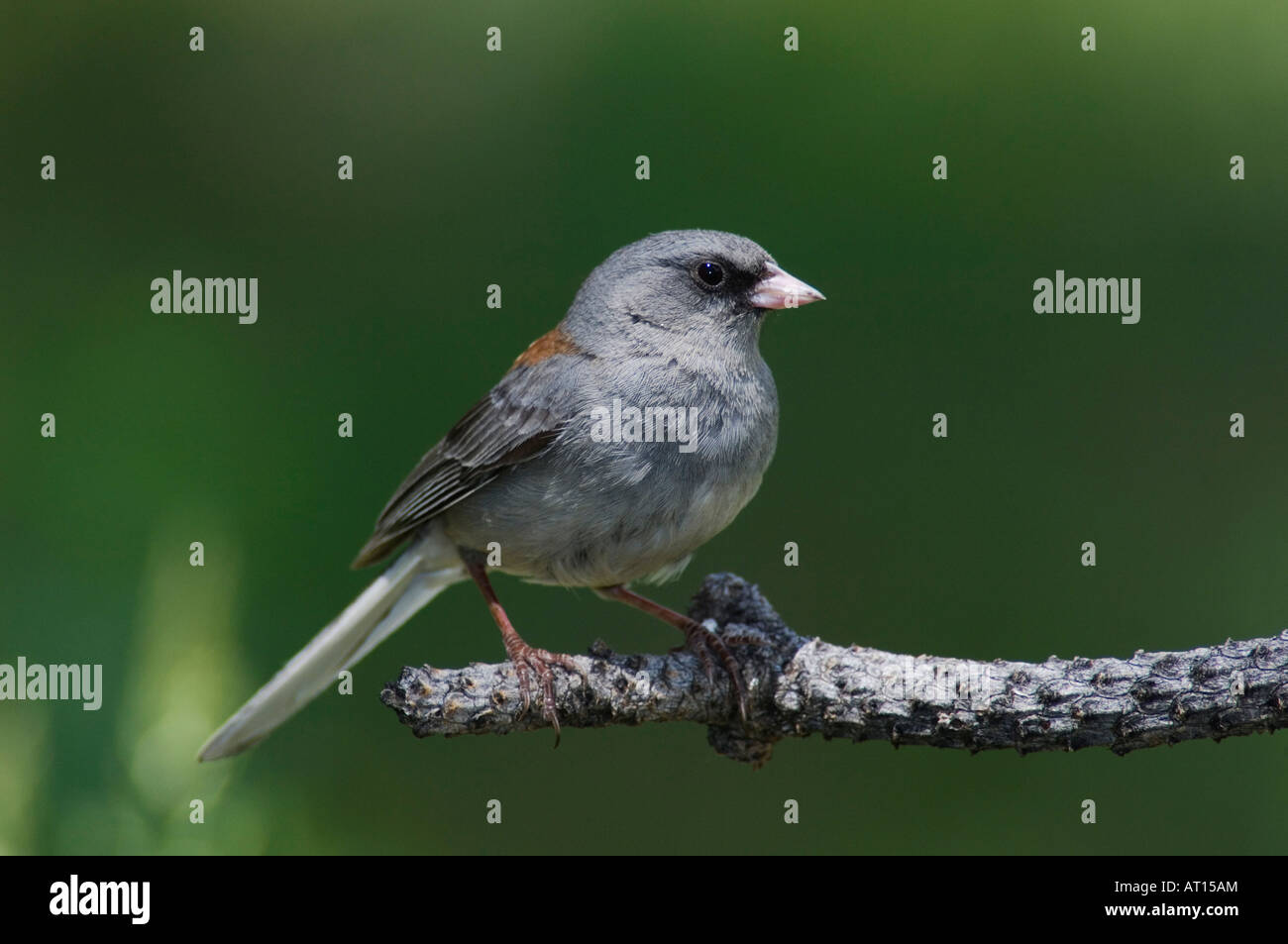 Dark-eyed Junco Junco hyemalis Grey headed type adult perched Rocky ...