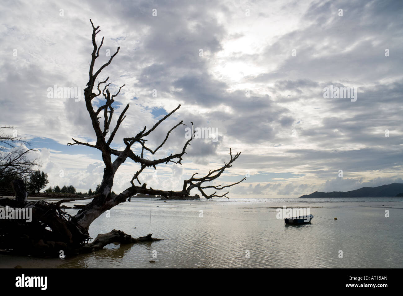 Dead tree over water Stock Photo - Alamy