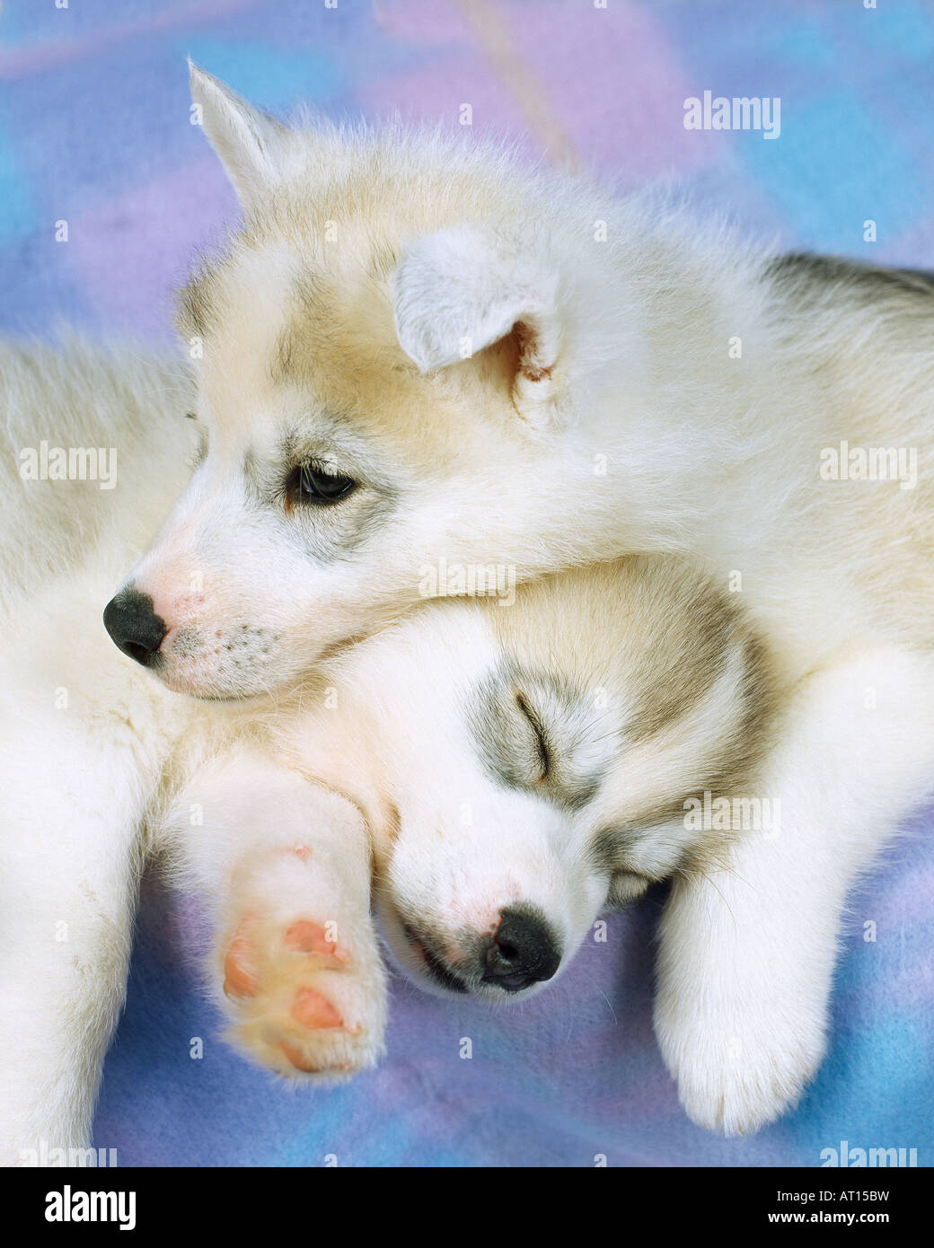 Siberian husky puppies sleeping Stock Photo - Alamy