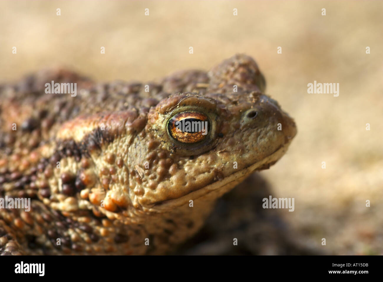 Grumpy toad hi-res stock photography and images - Alamy