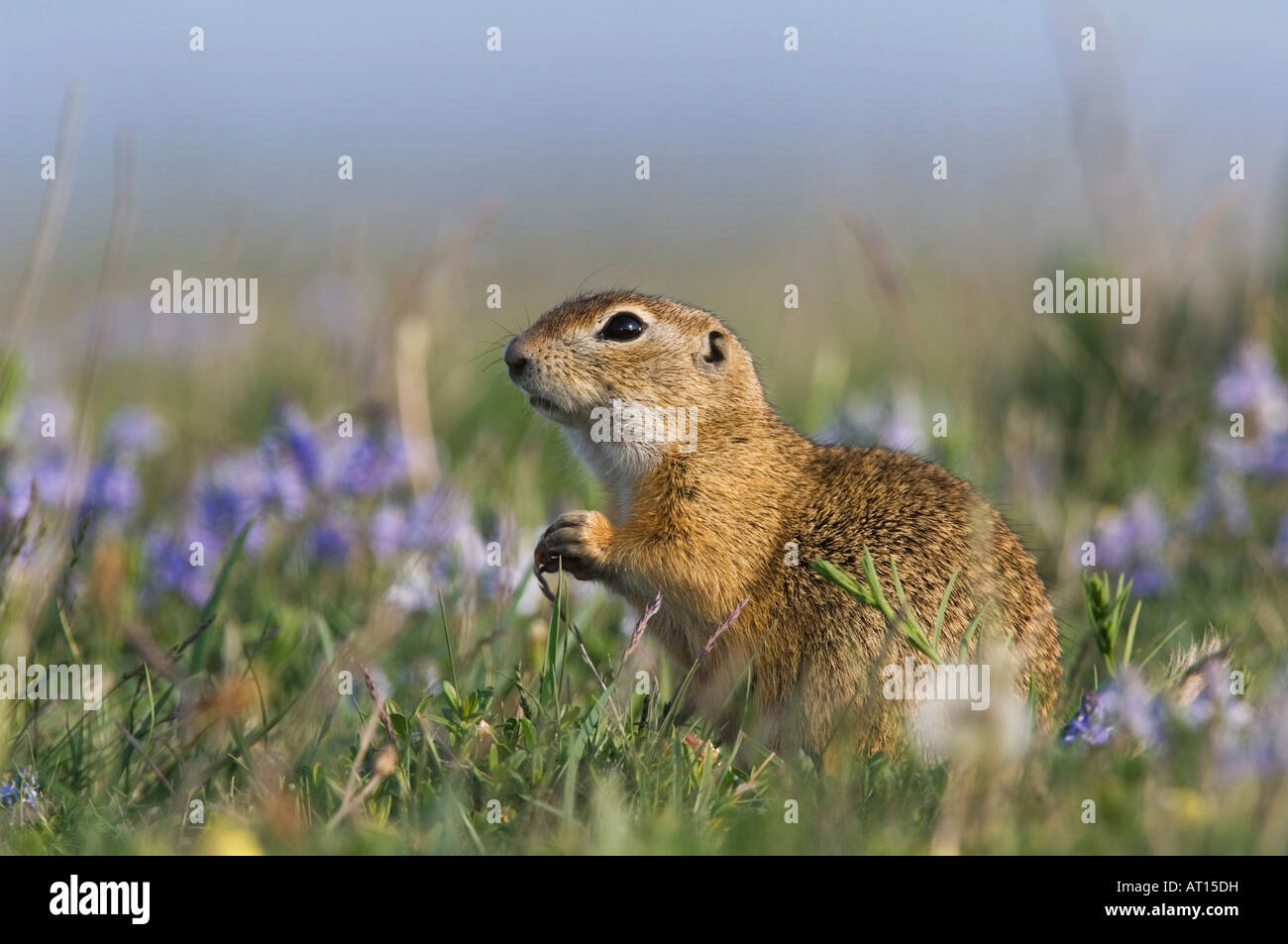 European Suslik Spermophilus citellus adult National Park Lake Neusiedl ...