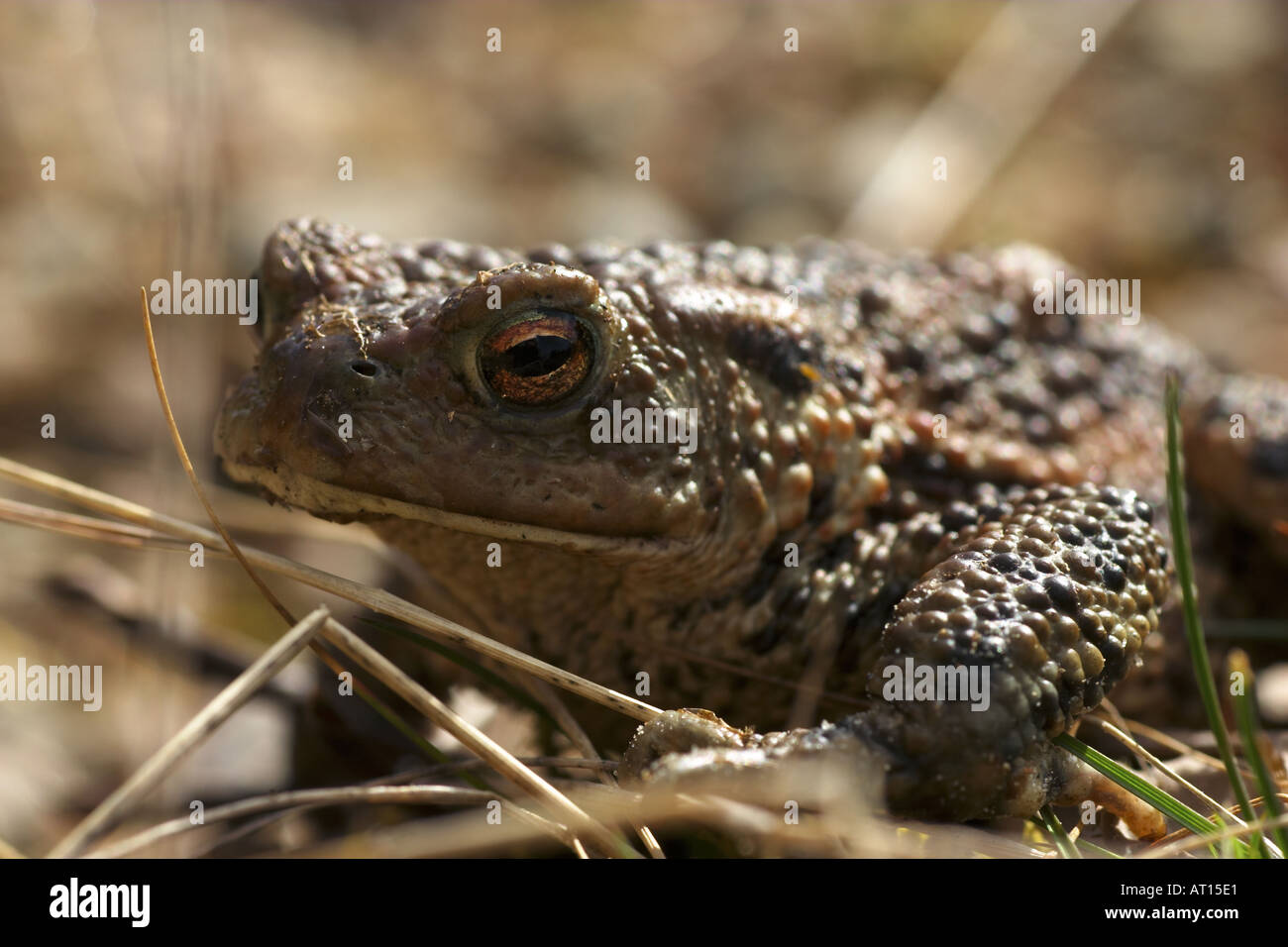Scotland could be poised hi-res stock photography and images - Alamy