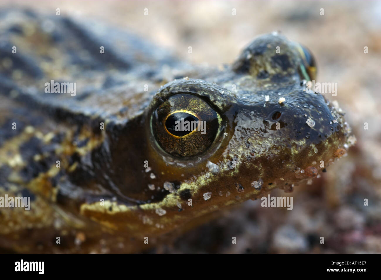 Sad frog hi-res stock photography and images - Alamy