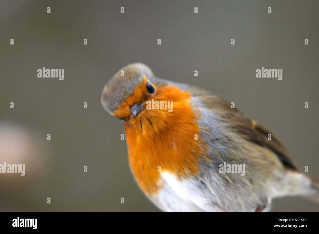 Cute Fat Robin High Resolution Stock Photography and Images - Alamy
