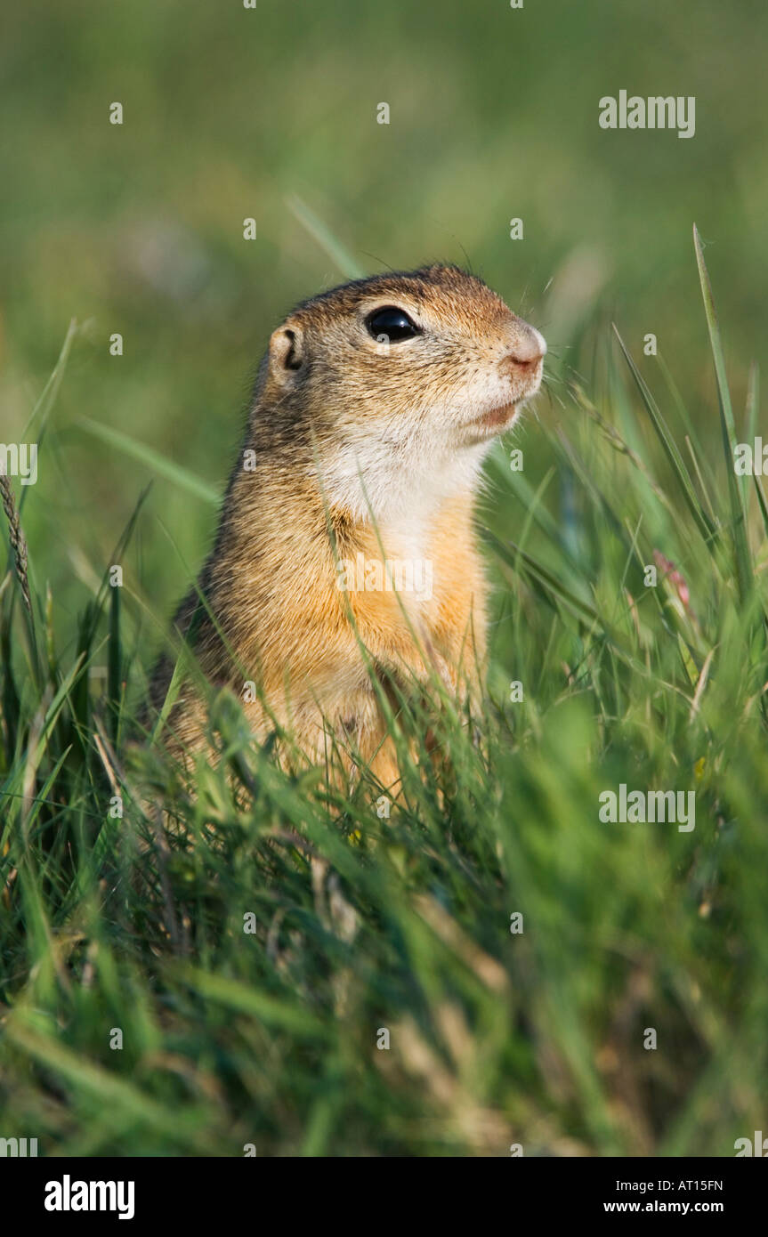 Suslik hi-res stock photography and images - Alamy