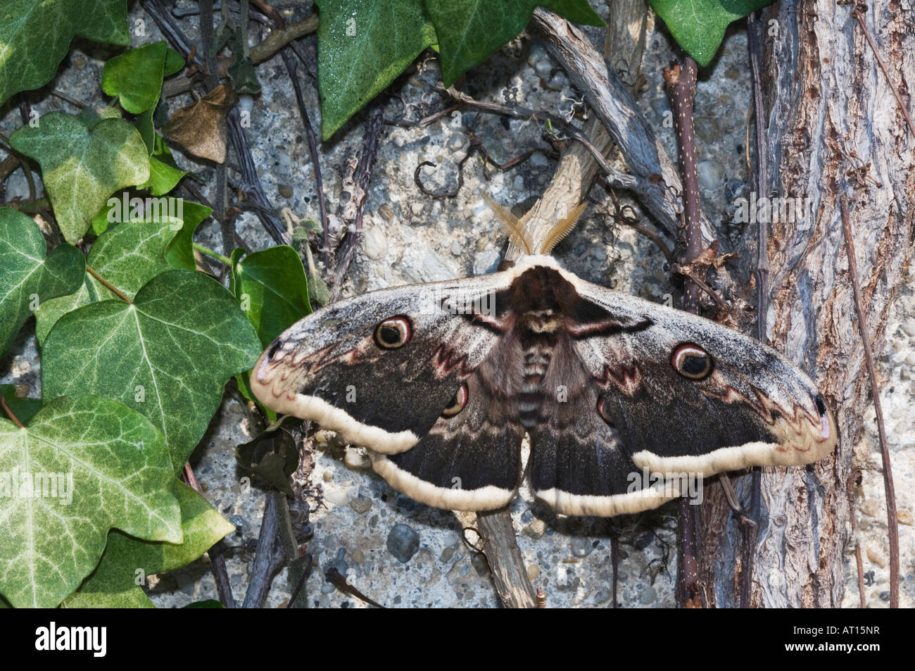 Giant Peacock Moth Saturnia pyri adult on bark Europe s largest moth ...