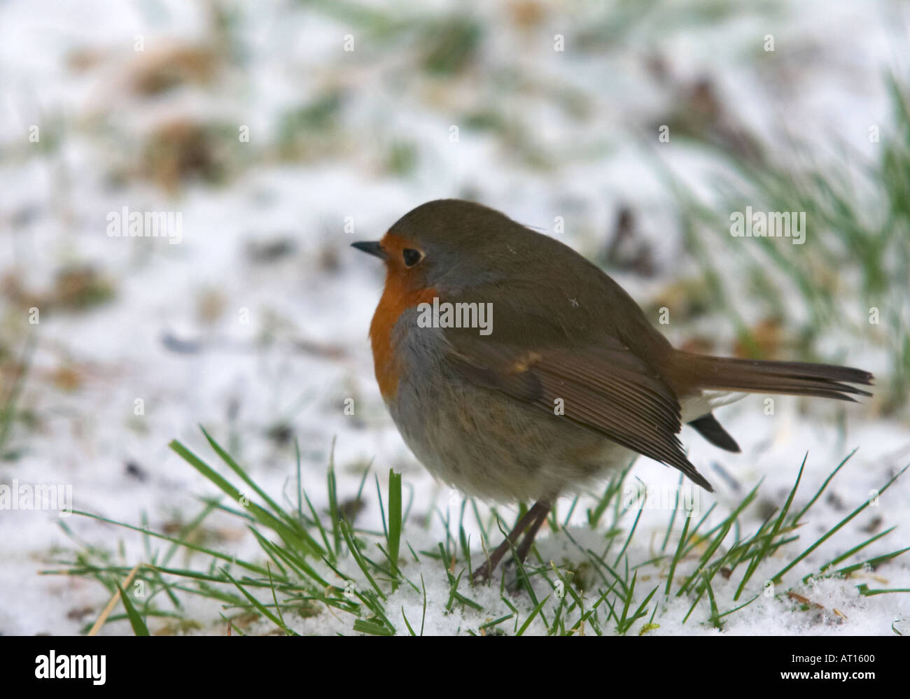 Cute fat robin hi-res stock photography and images - Alamy