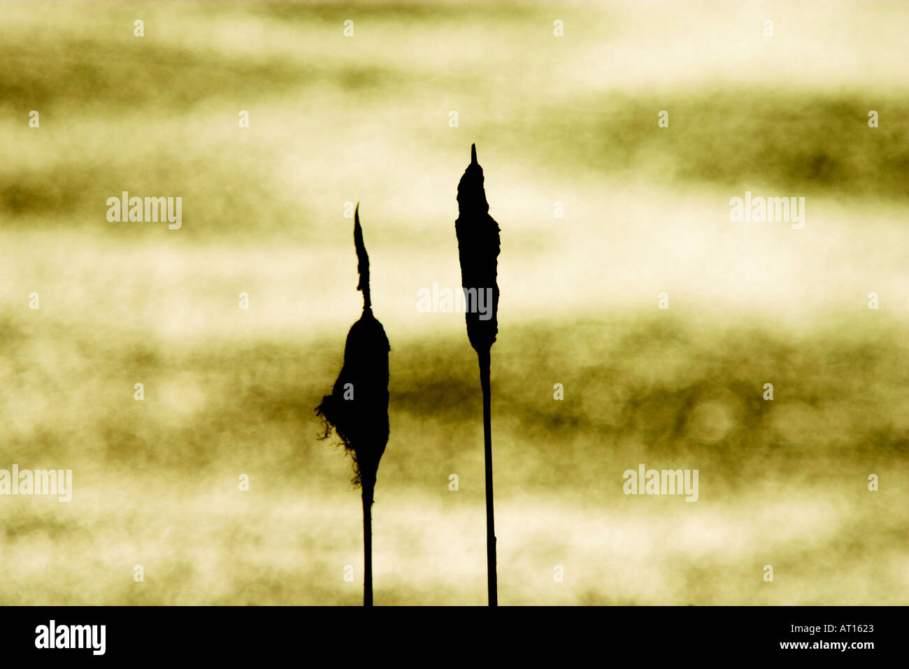 Bullrush silhouette hi-res stock photography and images - Alamy