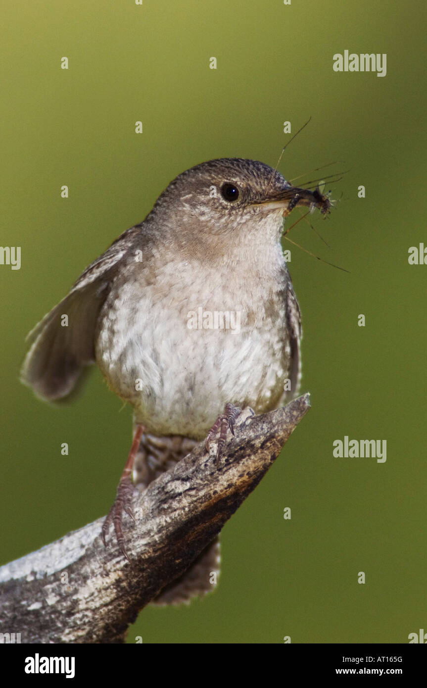 Rocky mountain birds Cut Out Stock Images & Pictures - Alamy