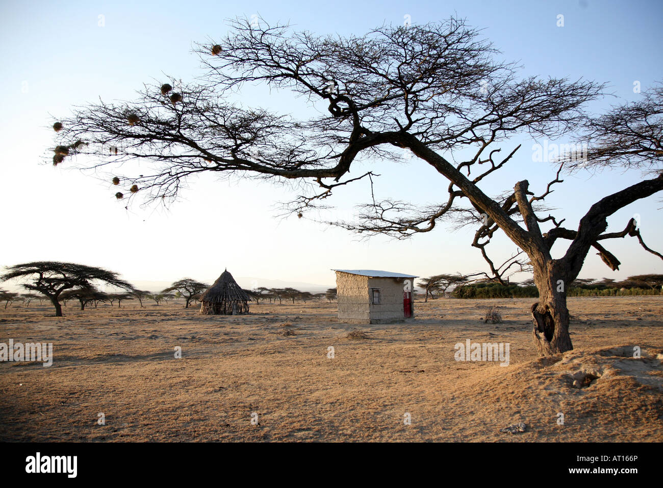 African tree and shacks in rural Ethiopia Stock Photo - Alamy