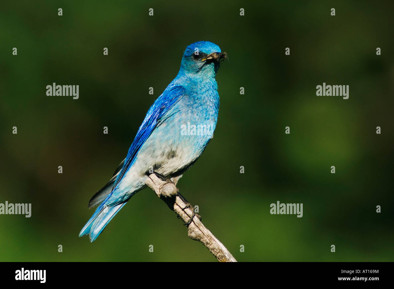 Rocky mountain birds Cut Out Stock Images & Pictures - Alamy
