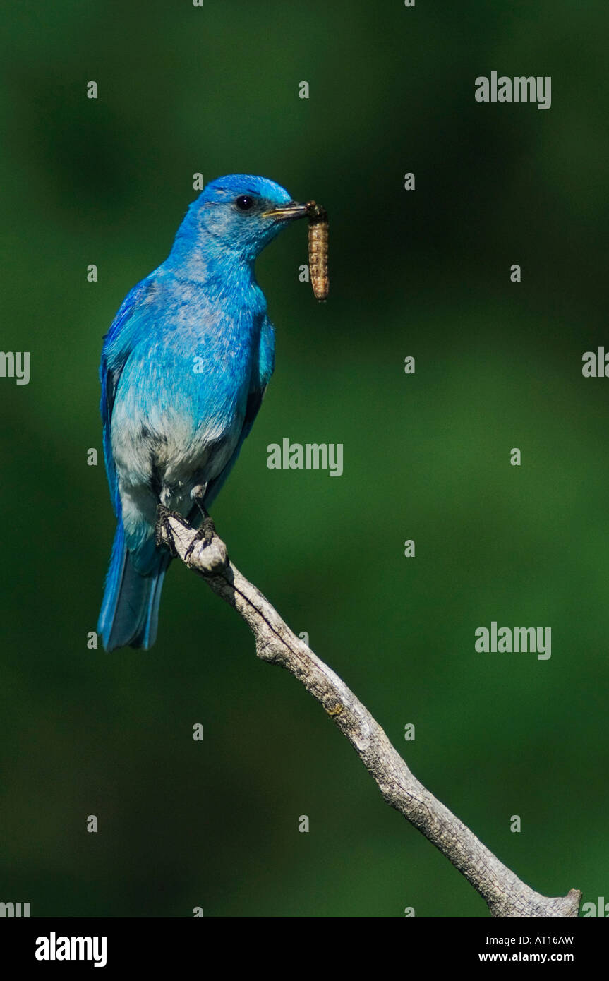 Rocky mountain birds Cut Out Stock Images & Pictures - Alamy