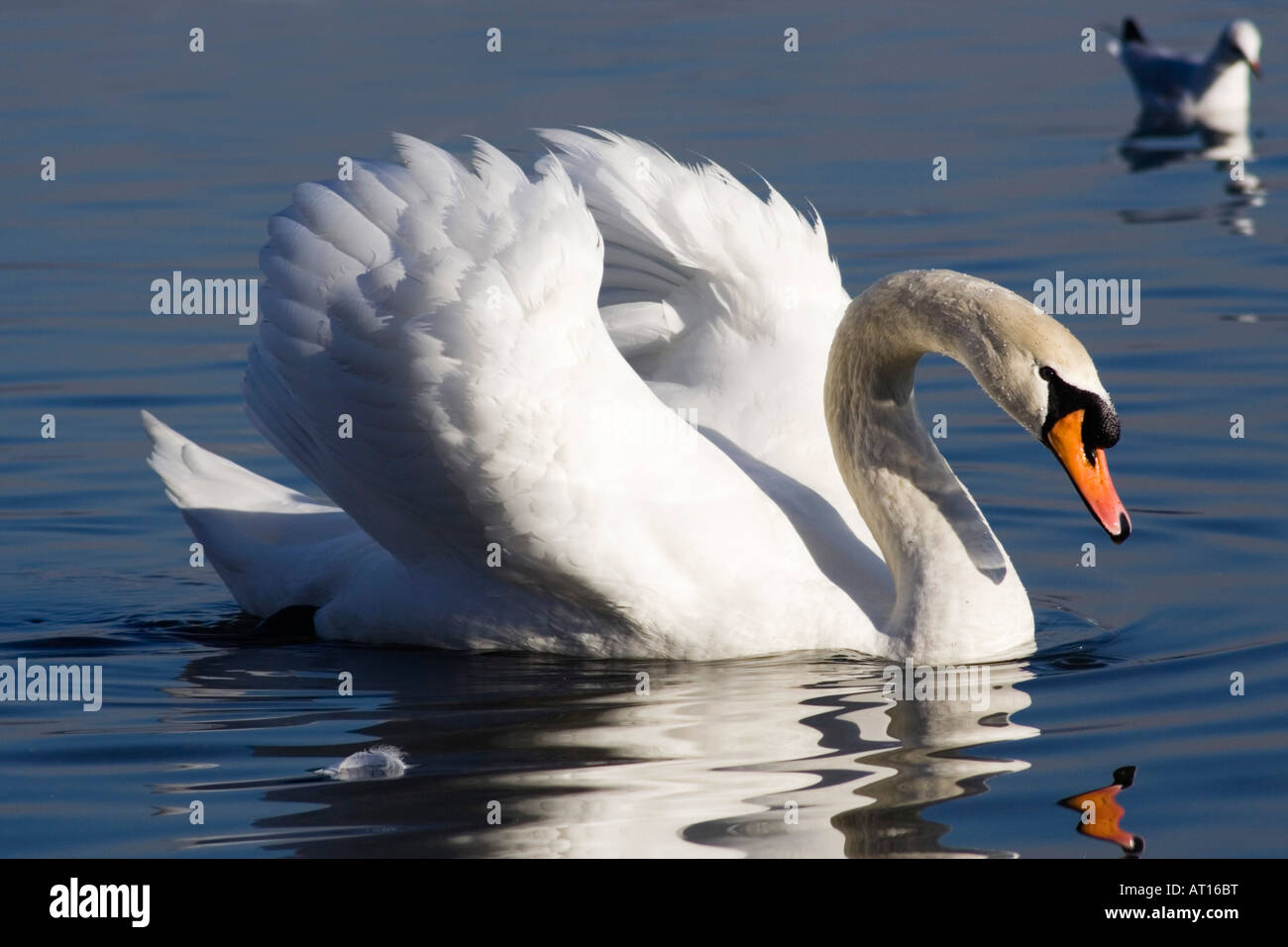 Male swan busking hi-res stock photography and images - Alamy
