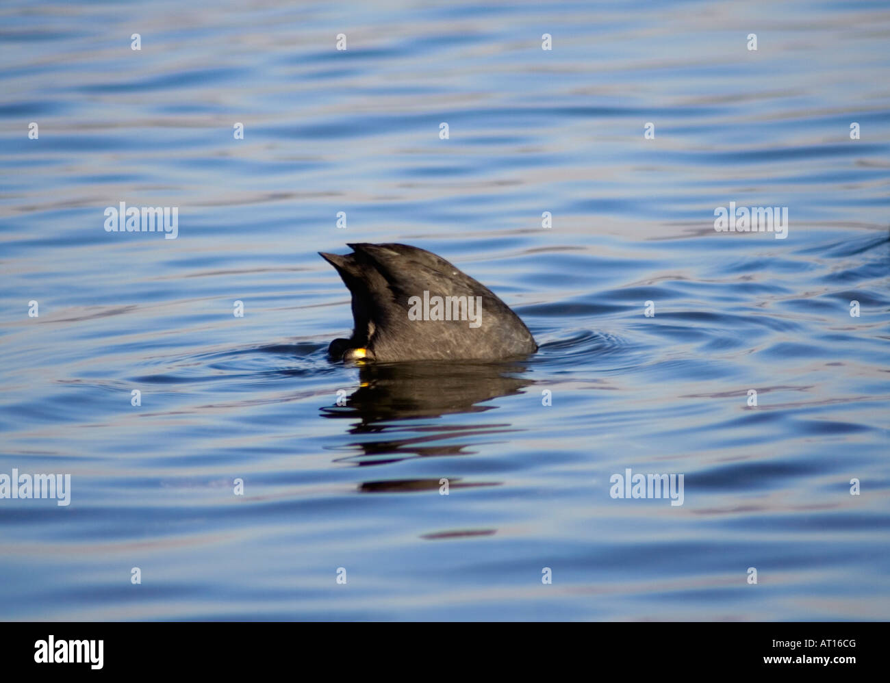 Eurasian black coot (Fulica atra) with head under water Stock Photo - Alamy