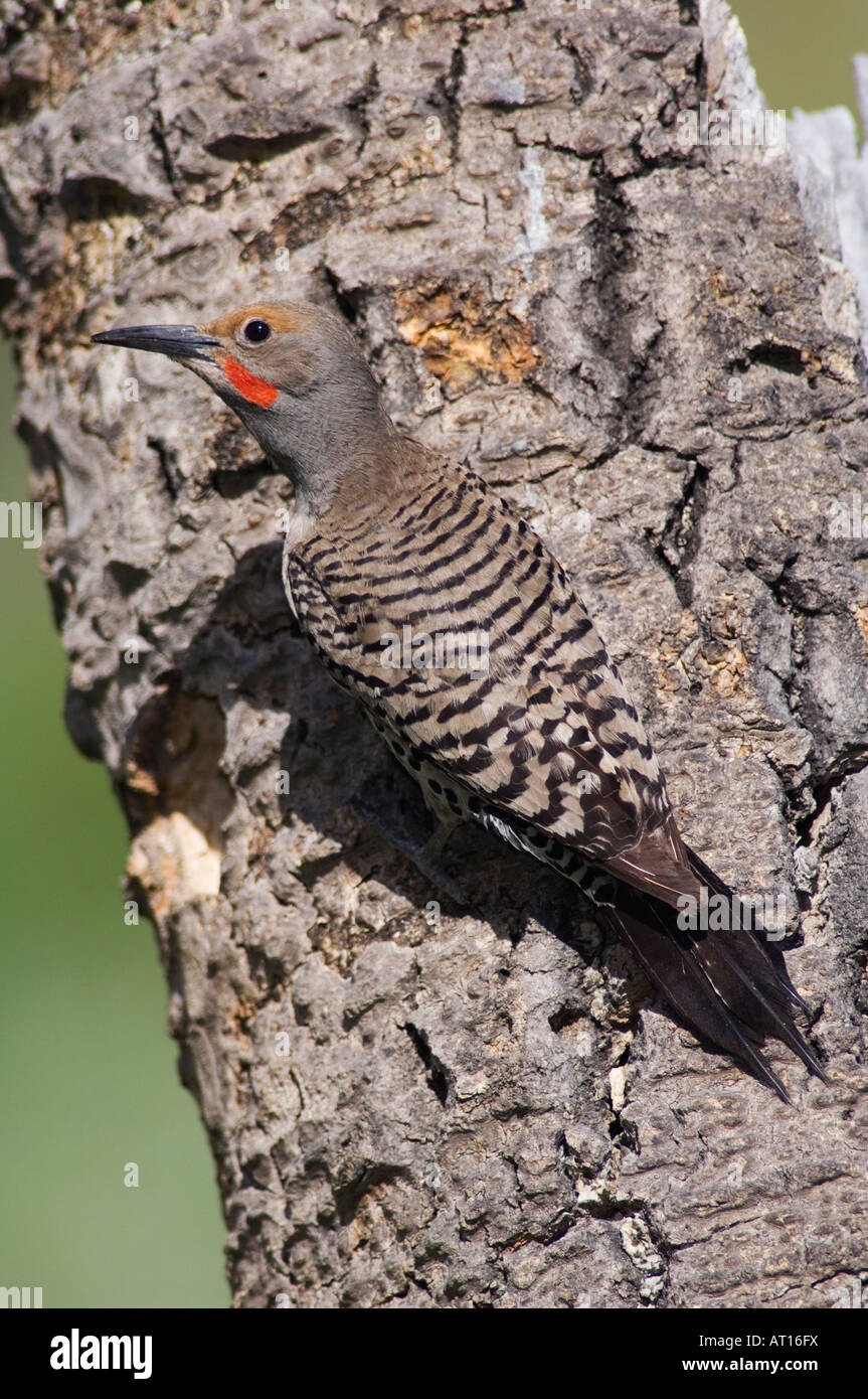 Northern Flicker Colaptes auratus Red shafted form male at nesting ...