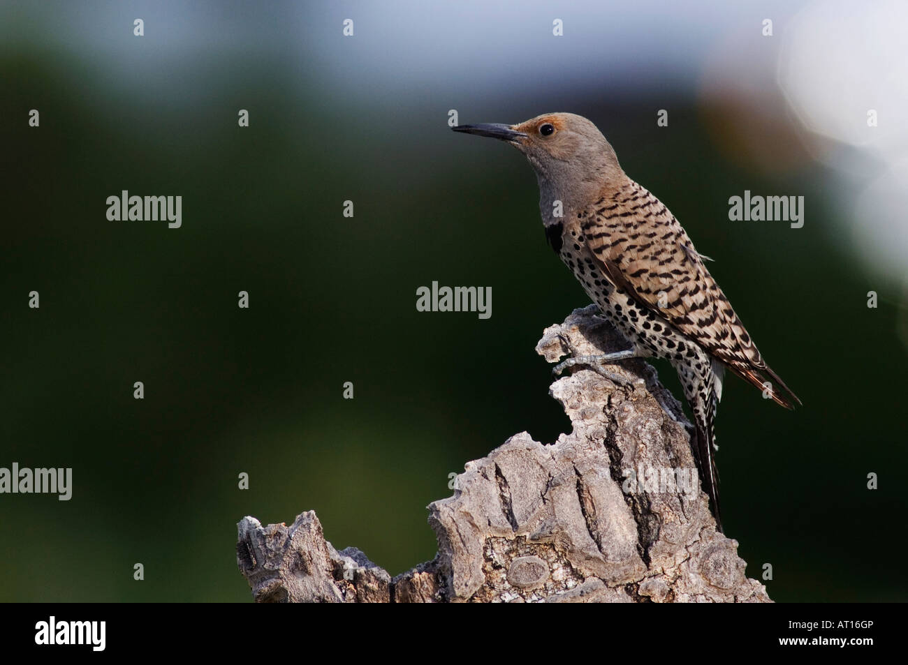 Northern Flicker Colaptes auratus Red shafted form female perched Rocky ...