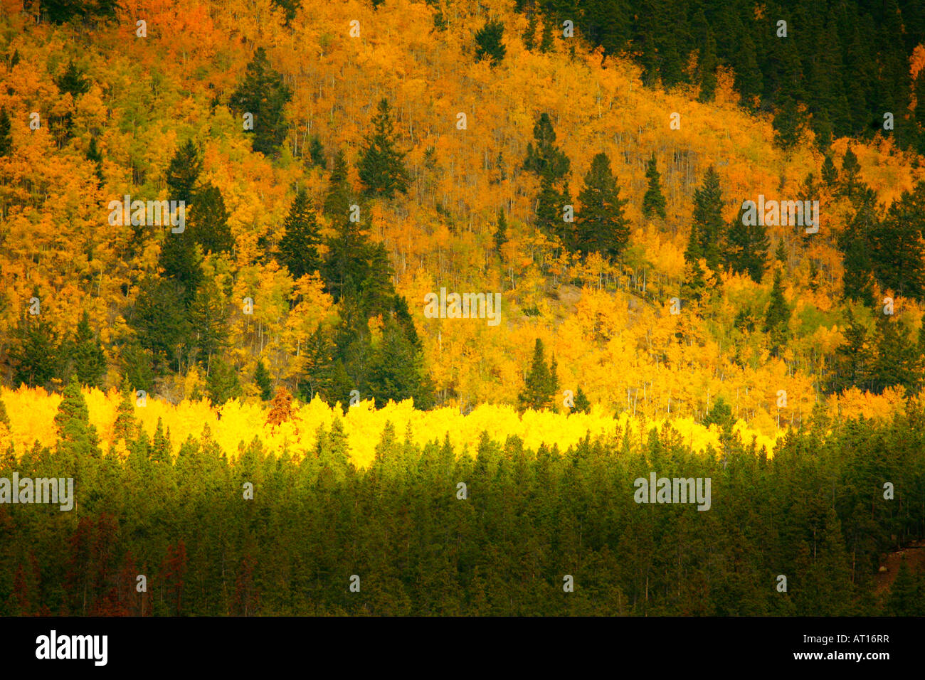 San Isabel National Forest, Colorado Stock Photo - Alamy
