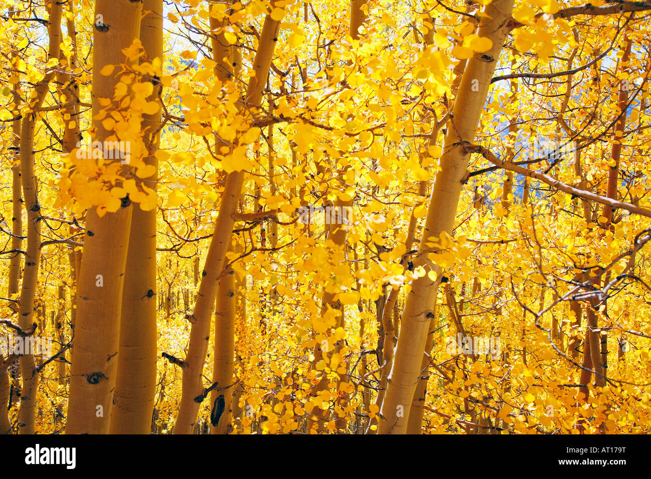 Aspens at Slumgullion Pass on Highway 149, Uncompahgre National Forest ...