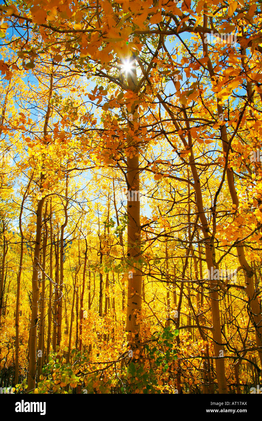 Aspens at Slumgullion Pass on Highway 149, Uncompahgre National Forest ...