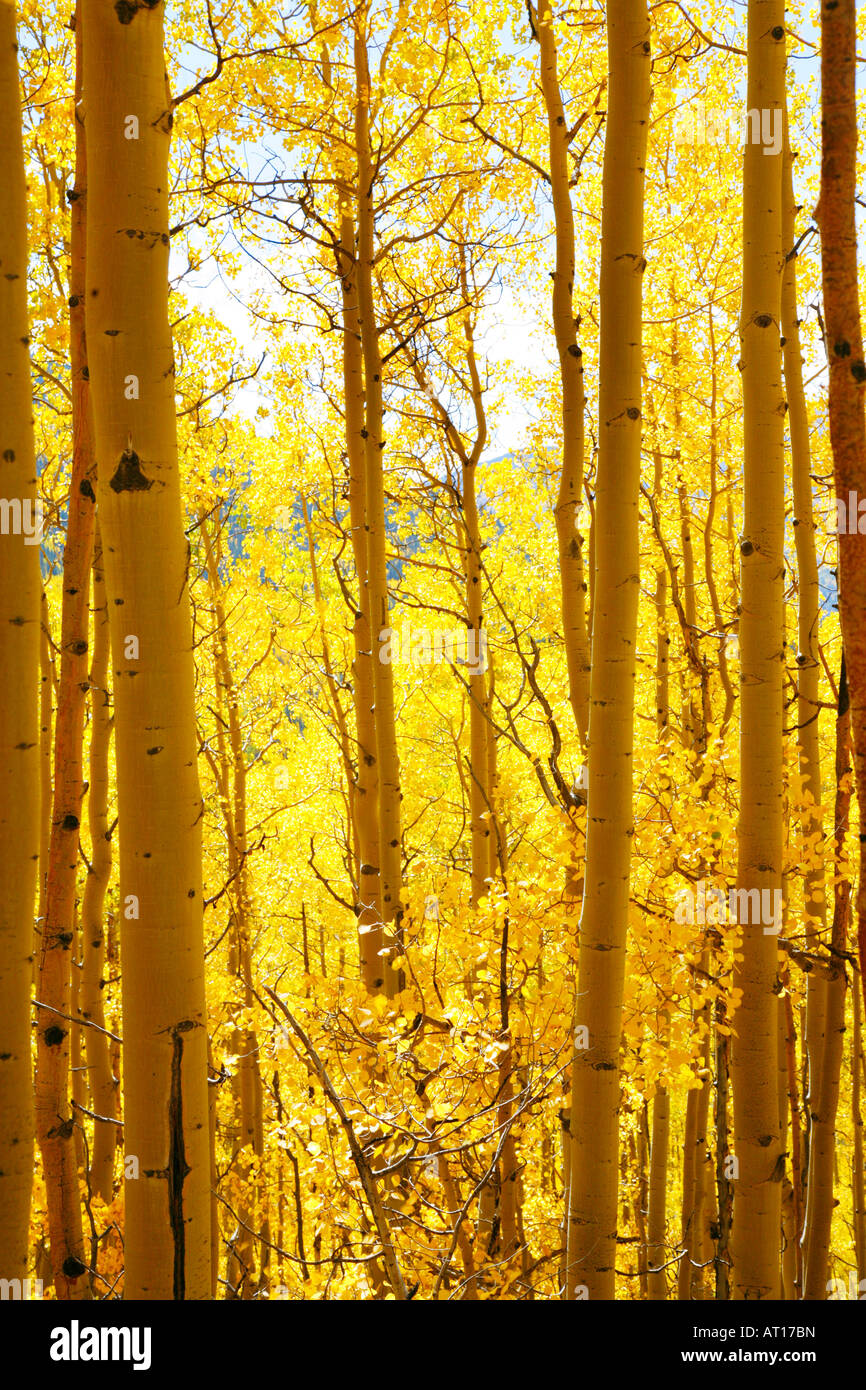 Aspens at Slumgullion Pass on Highway 149, Uncompahgre National Forest ...