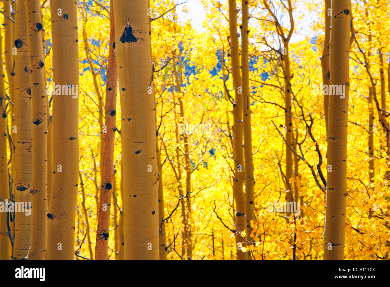 Aspens at Slumgullion Pass on Highway 149, Uncompahgre National Forest ...