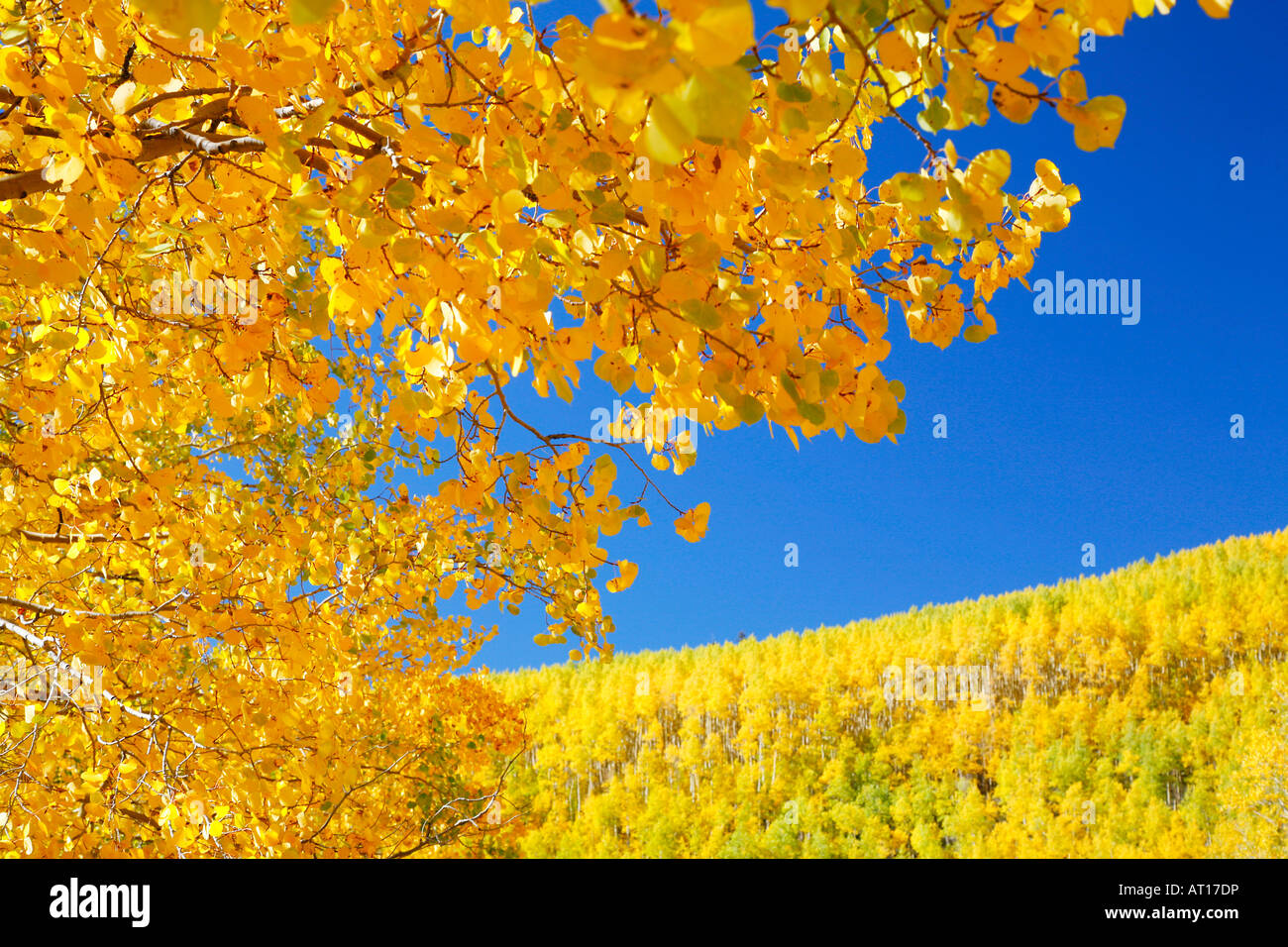 Aspens at Slumgullion Pass on Highway 149, Uncompahgre National Forest ...
