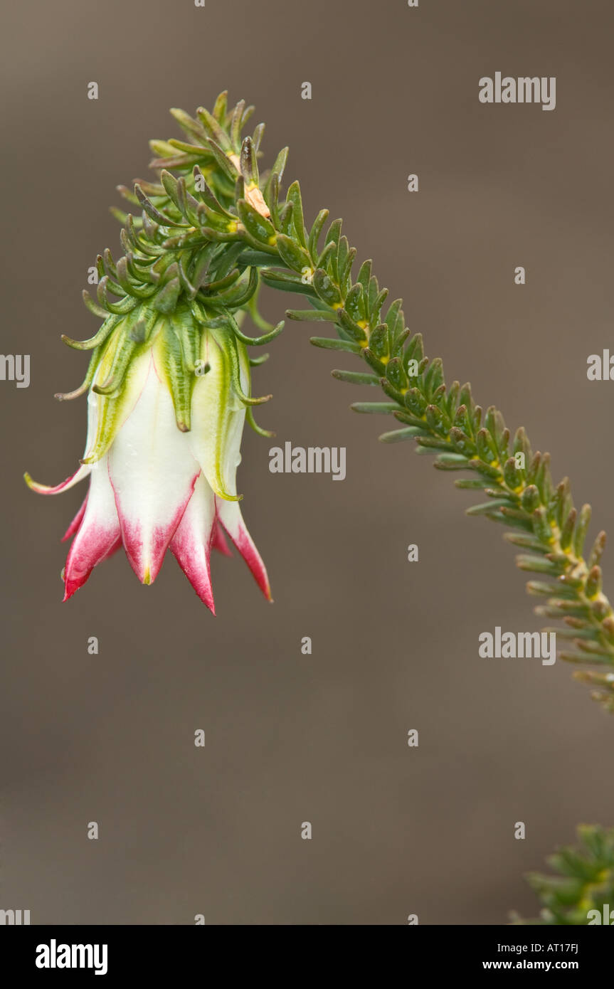 Cranbrook Bell Darwinia meeboldii flower Banksia Farm Mt Barker Western ...