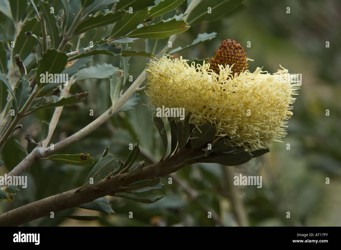 Cut-leaf Banksia (Banksia praemorsa) inflorescence damaged cultivated ...