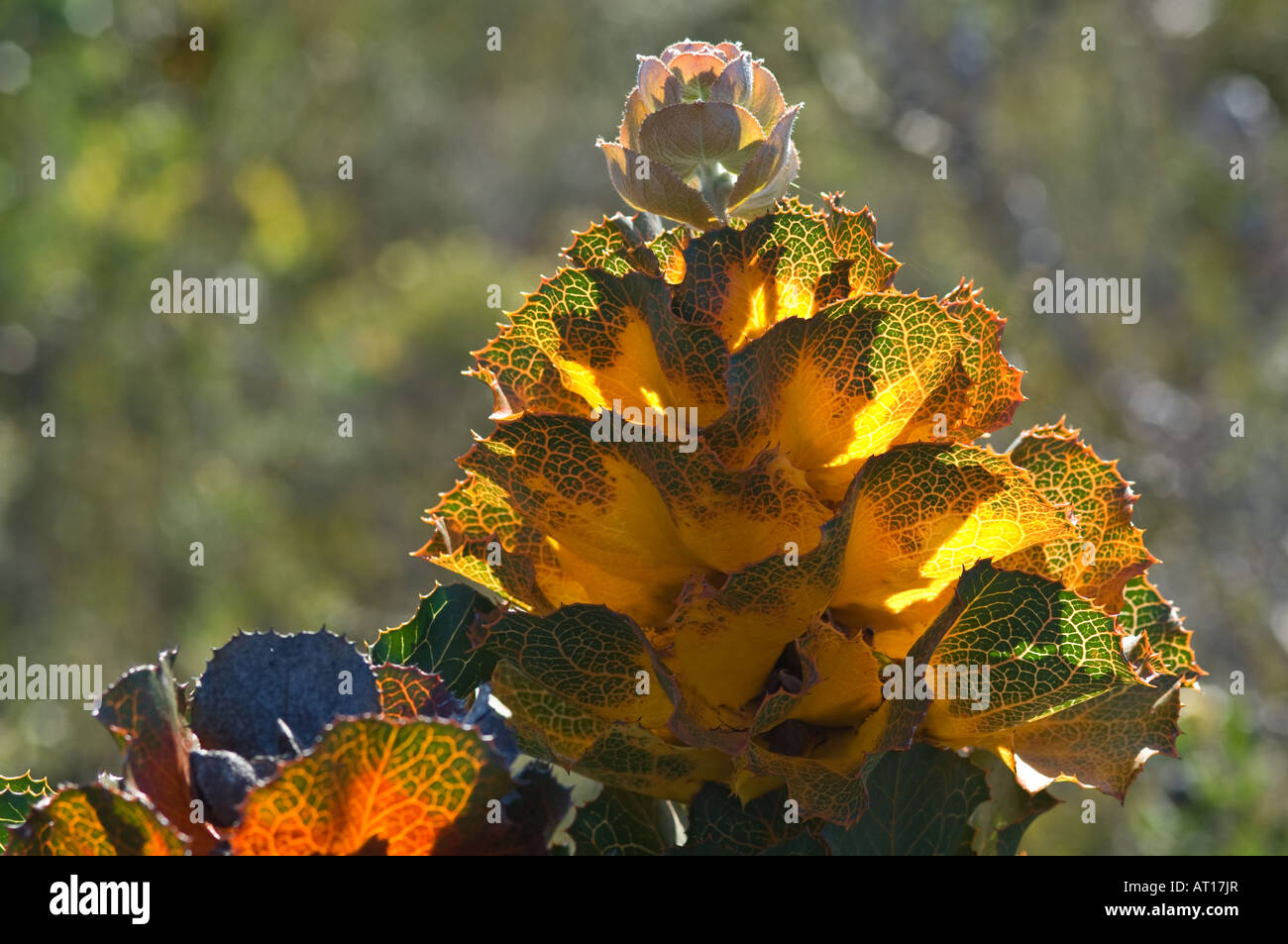 Royal Hakea Hakea victoria backlit leaves Fitzgerald River National ...