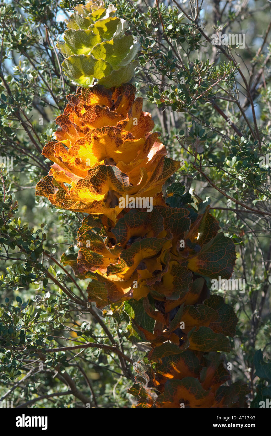 Royal Hakea Hakea victoria backlit leaves Fitzgerald River National ...