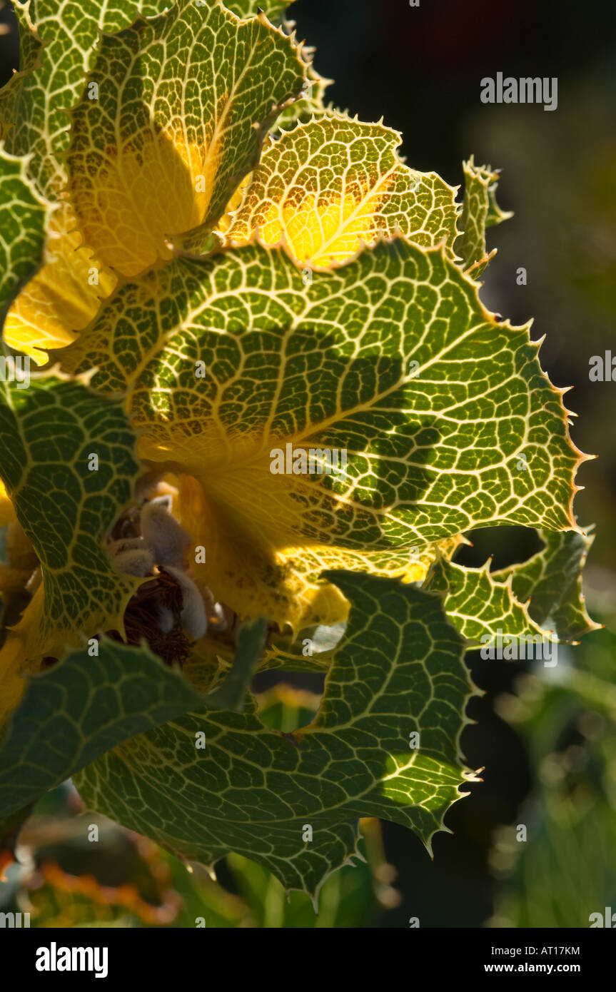 Royal Hakea Hakea victoria backlit leaves Fitzgerald River National ...