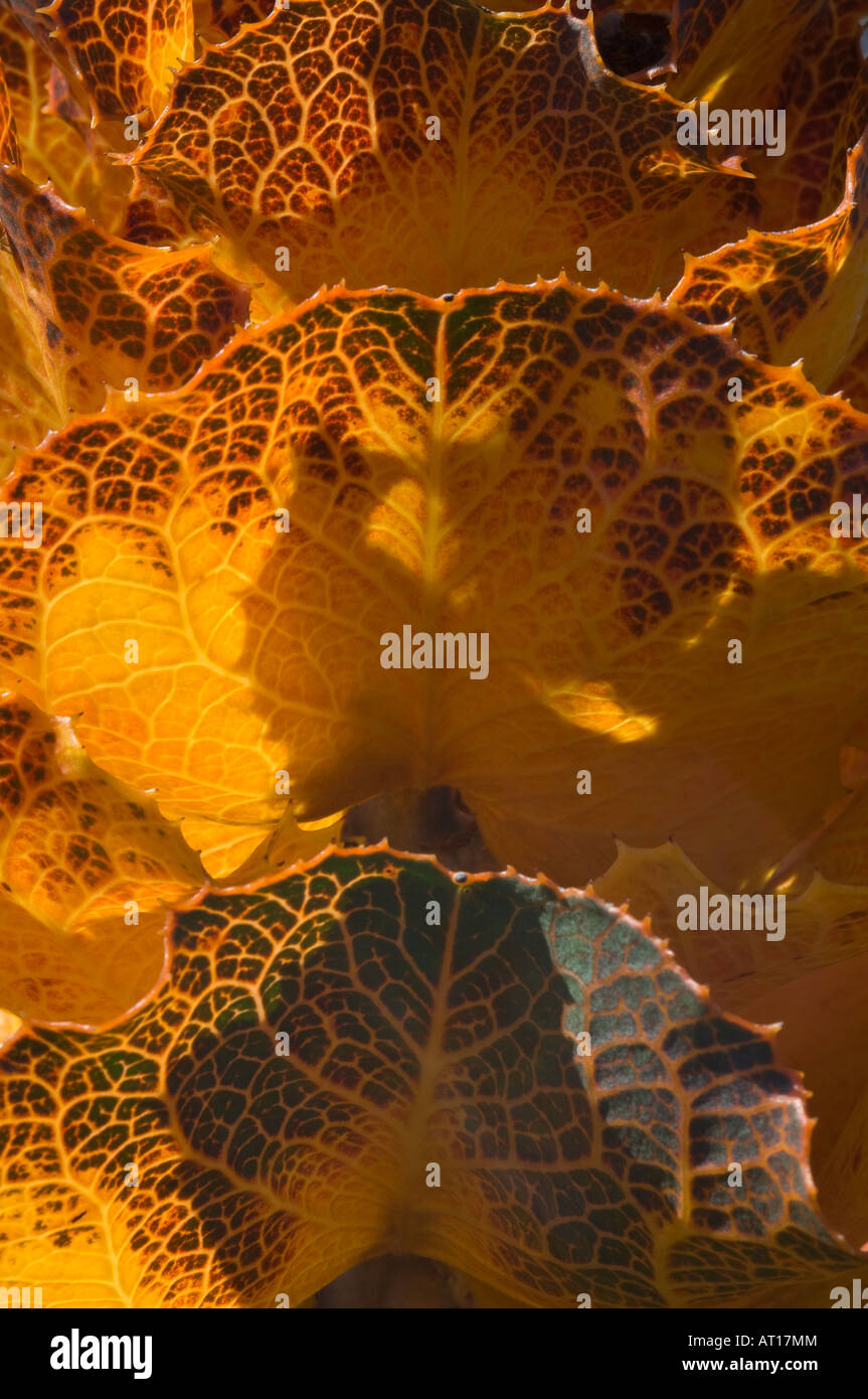 Royal Hakea (Hakea victoria) backlit leaves Fitzgerald River National ...
