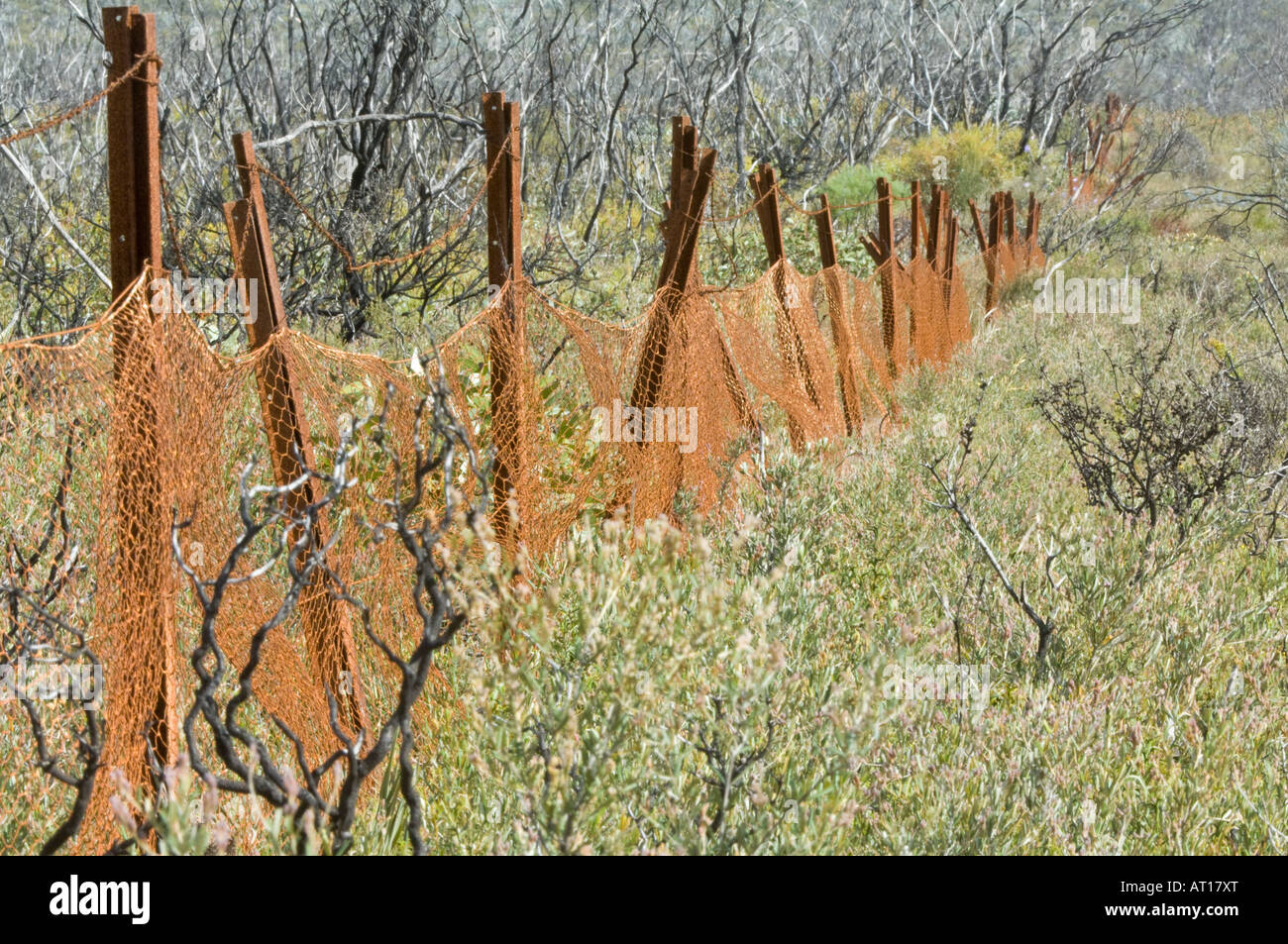 Old rusty rabbit-proof fence remains, Hamersley Drive Fitzgerald River ...