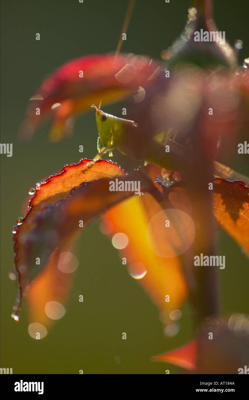 Katydid hiding among dew covered rose leaves Stock Photo - Alamy