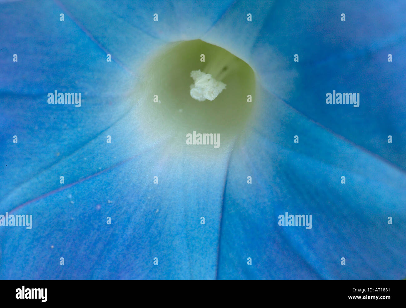 Closeup of Morning Glory Stock Photo - Alamy