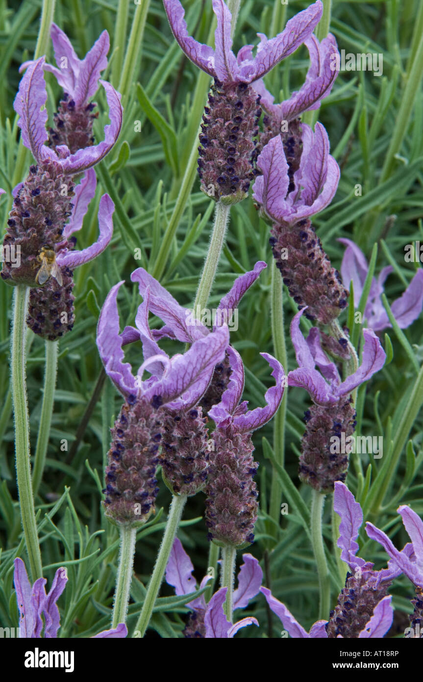 Australian invasive flower hi-res stock photography and images - Alamy