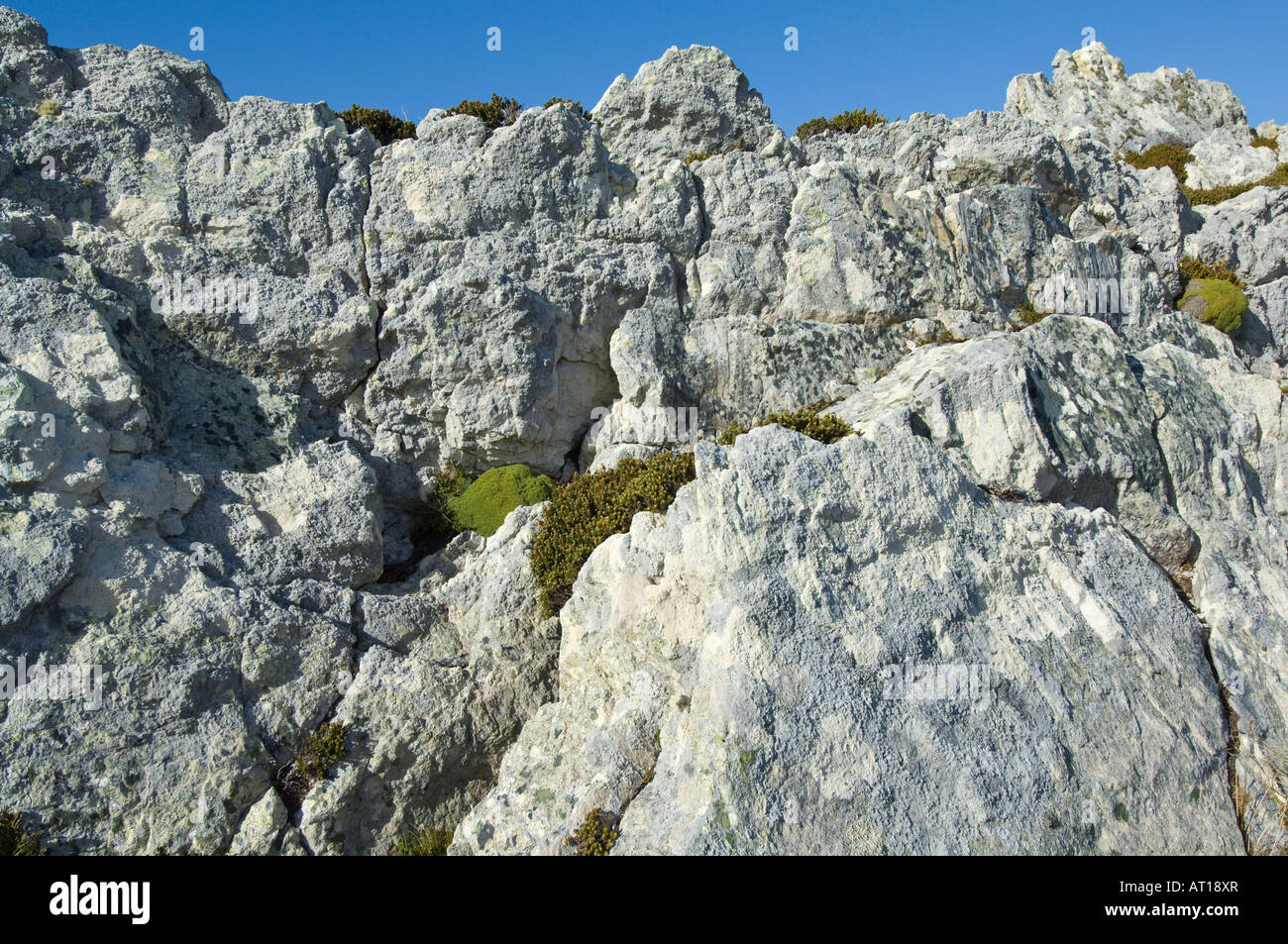 Bolax hi-res stock photography and images - Alamy