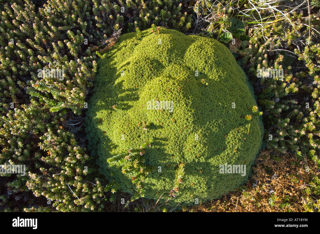 Balsam Bog Bolax gummifera and Diddle dee Empetrum rubrum grow on ...