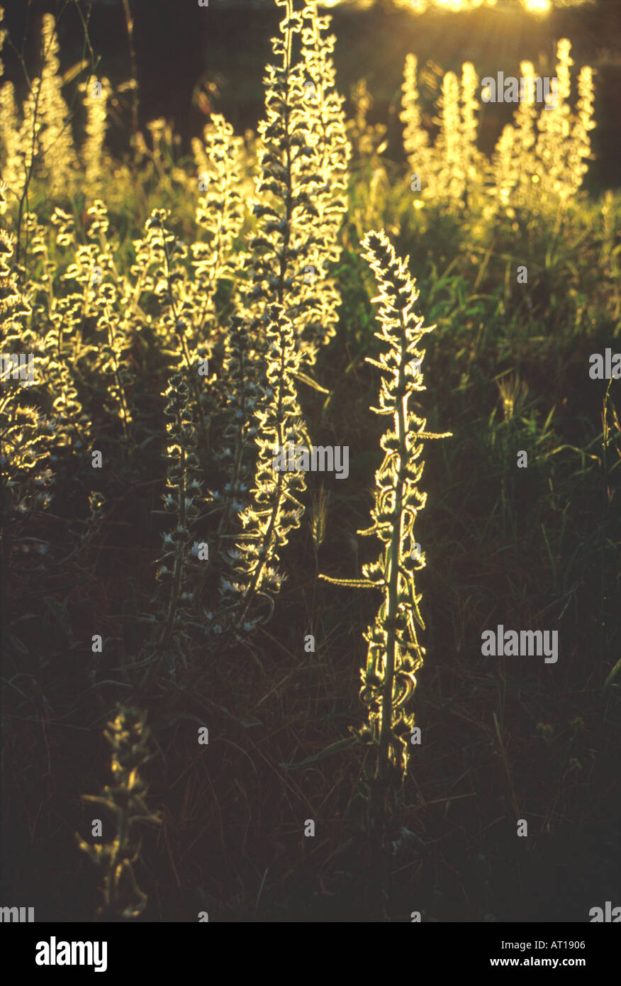 backlit long plants at sunset Stock Photo - Alamy