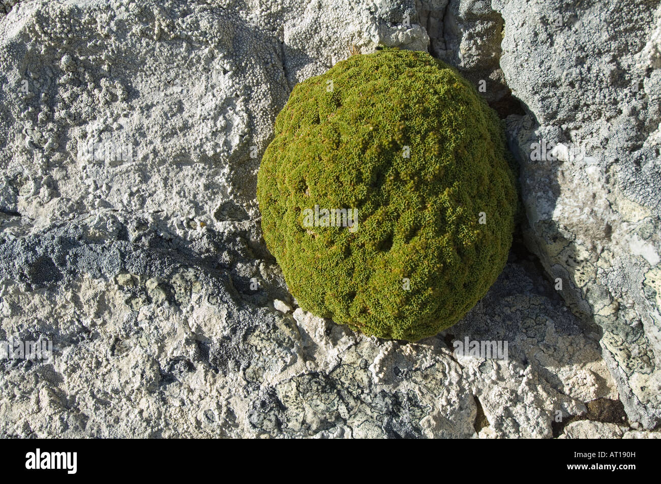 Bolax hi-res stock photography and images - Alamy