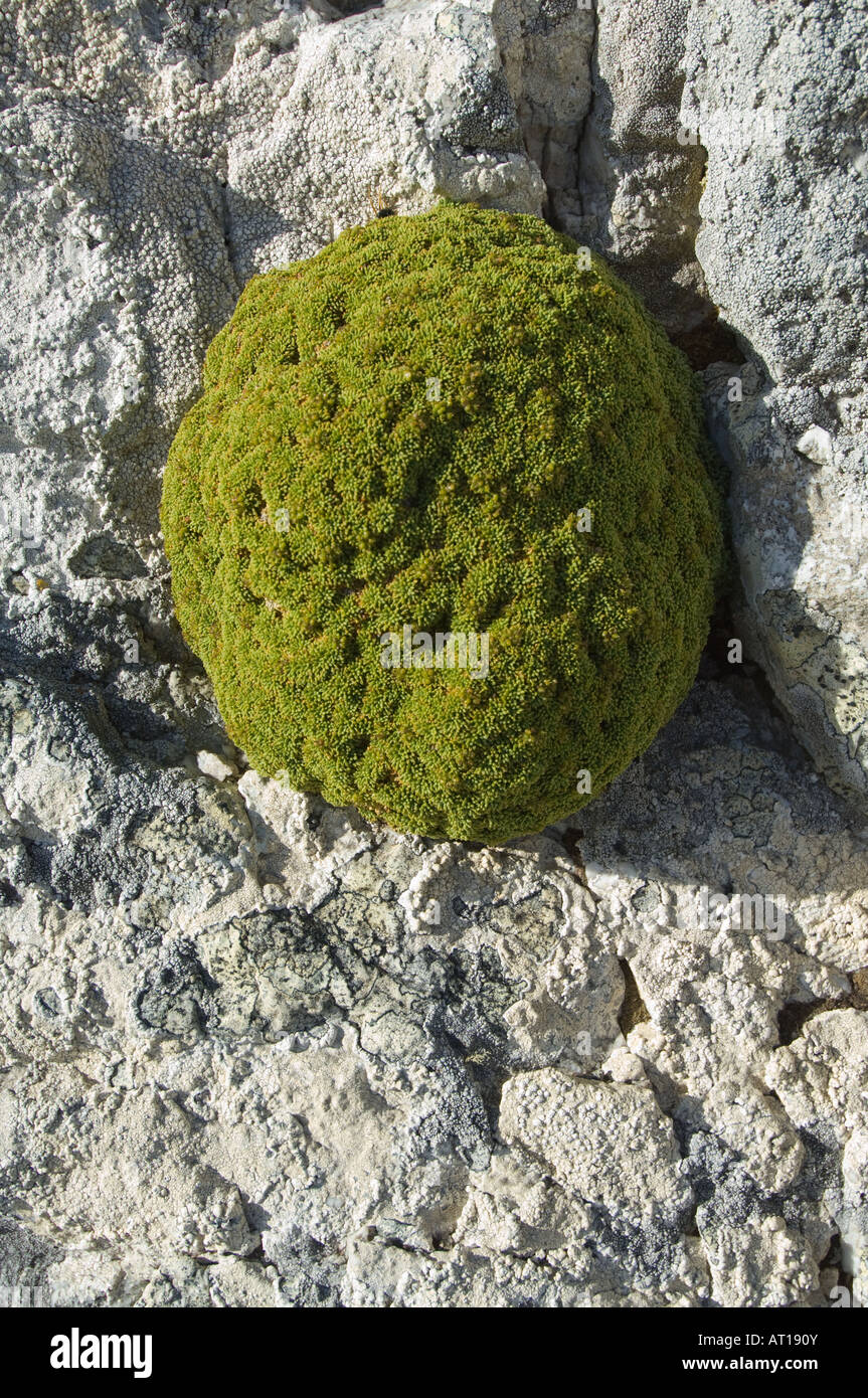 Bolax gummifera hi-res stock photography and images - Alamy